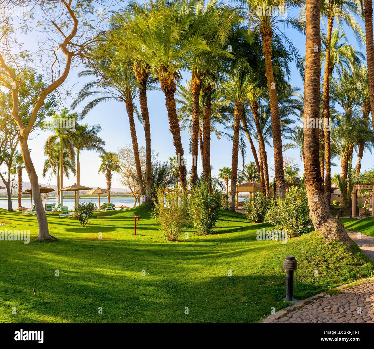 Green grass field with palm tree in public park Stock Photo - Alamy