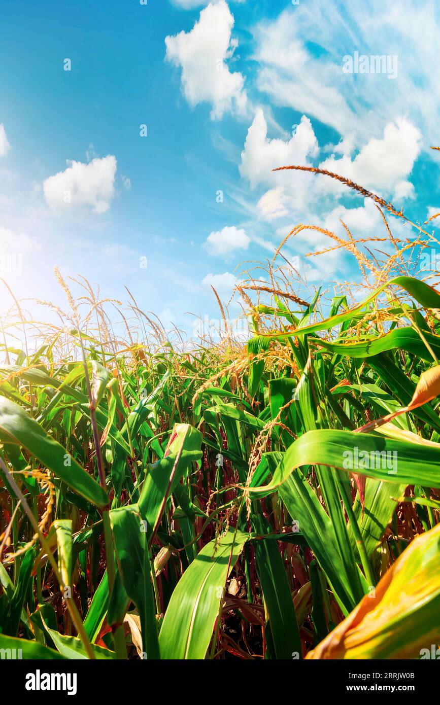 Corn field on sunny hi-res stock photography and images - Alamy