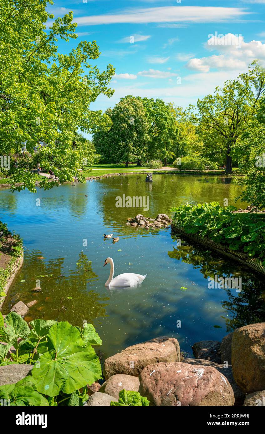 Waterfowl ducks swans swimming in the pond in krasinski park hi-res ...