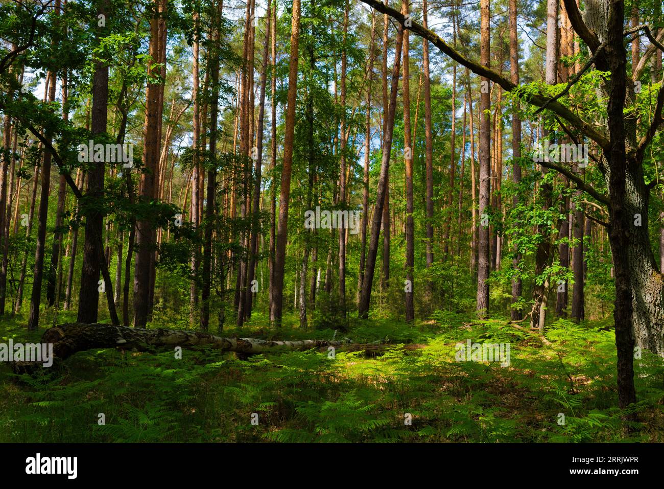 Soil covered with wild grass and fern hi-res stock photography and ...