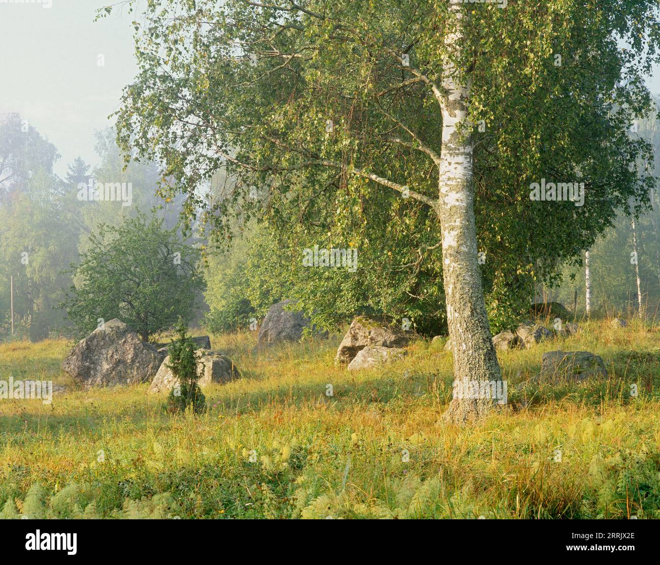 Mora tree hi-res stock photography and images - Alamy