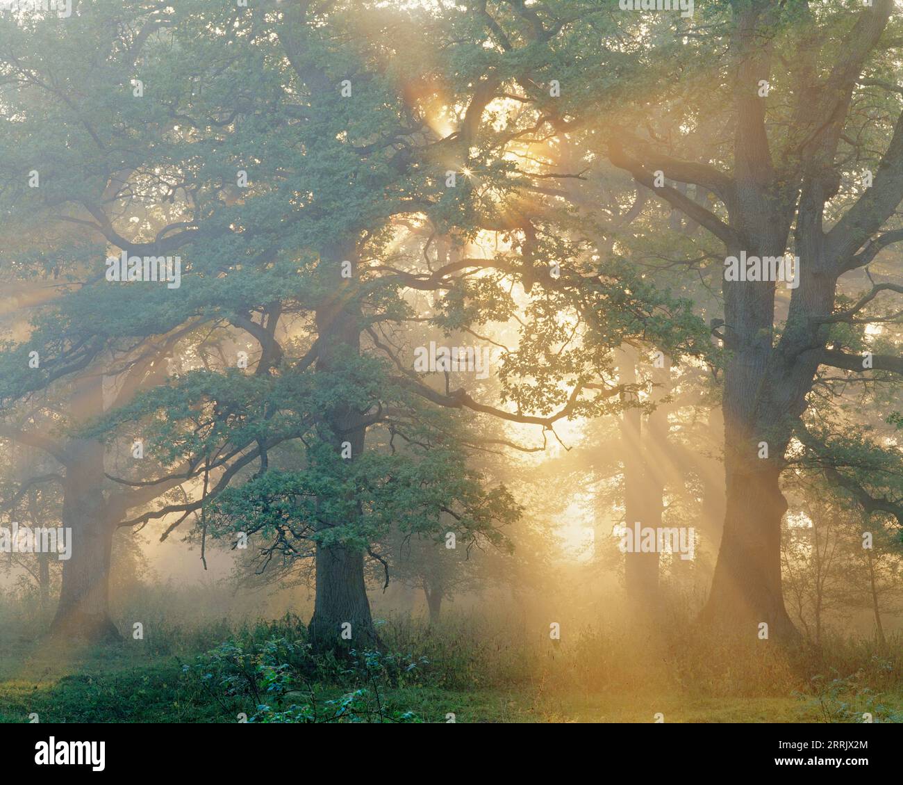 Sweden, Uppland, Norr Malma, oak trees in misty sunrise Stock Photo - Alamy