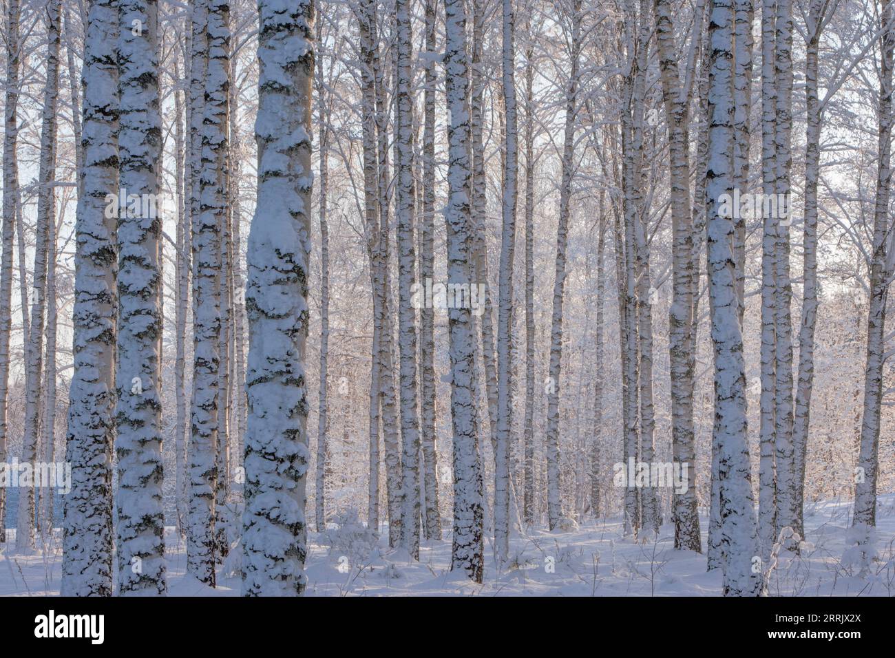 Birch trees snow hi-res stock photography and images - Alamy