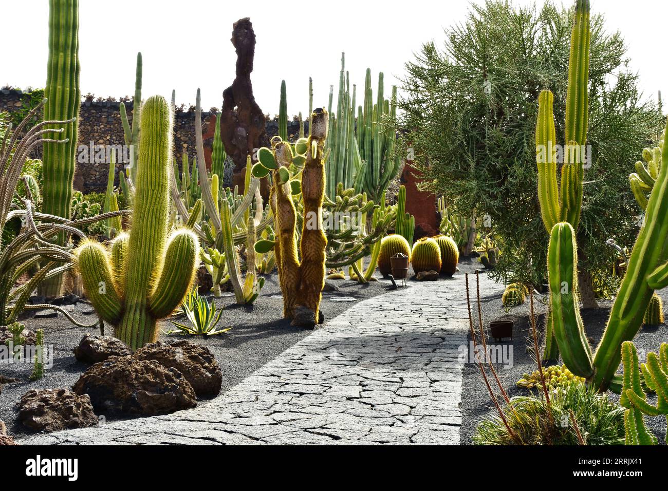Guatiza, Lanzarote, Canary Islands, Spain - 30th March 2023: many big ...