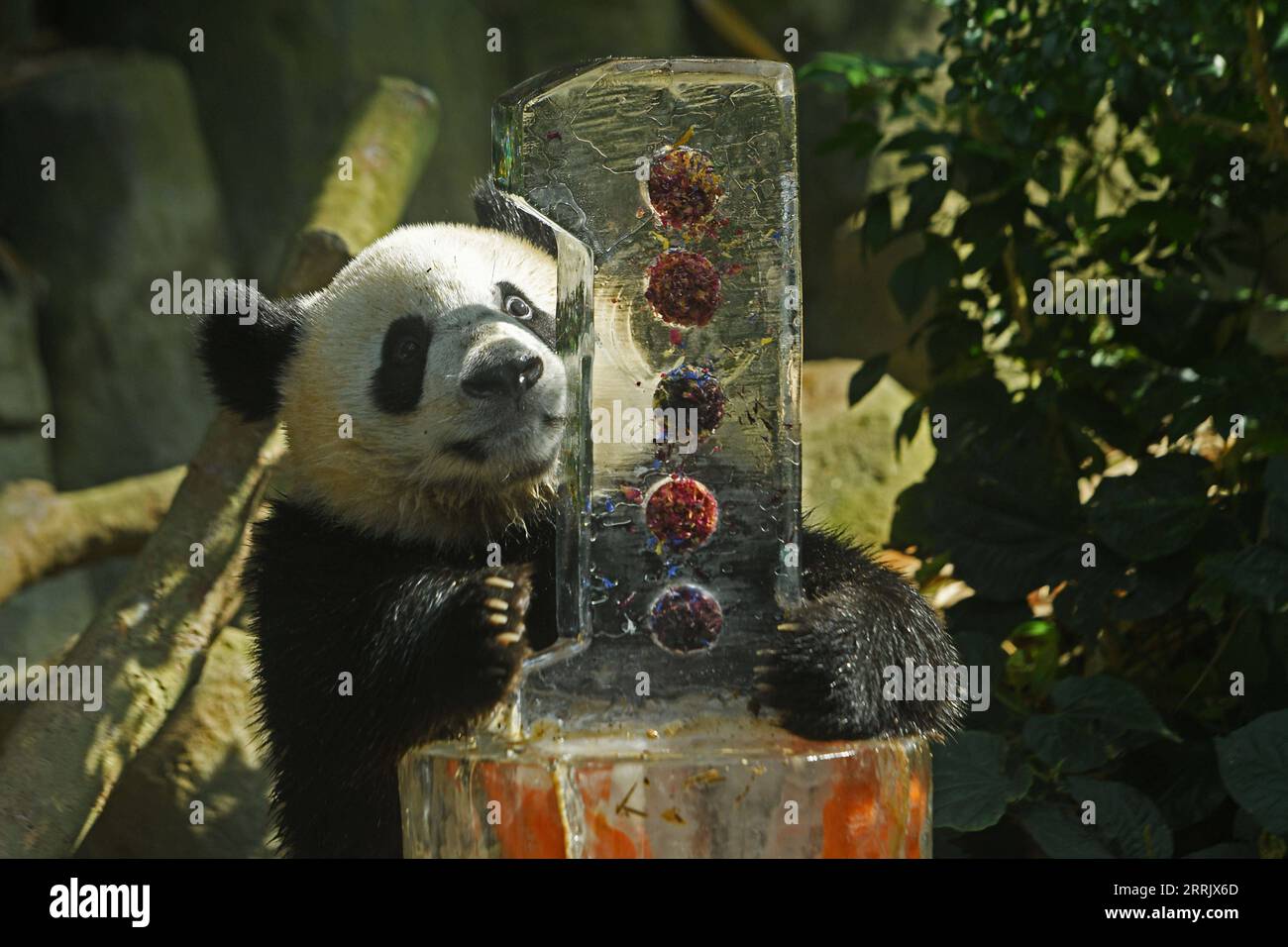 220812 -- SINGAPORE, Aug. 12, 2022 -- Panda cub Le Le tastes its icy ...