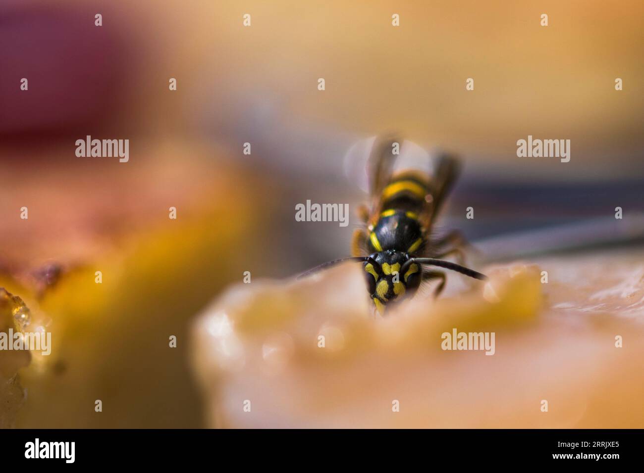 Wasp on cake Stock Photo - Alamy