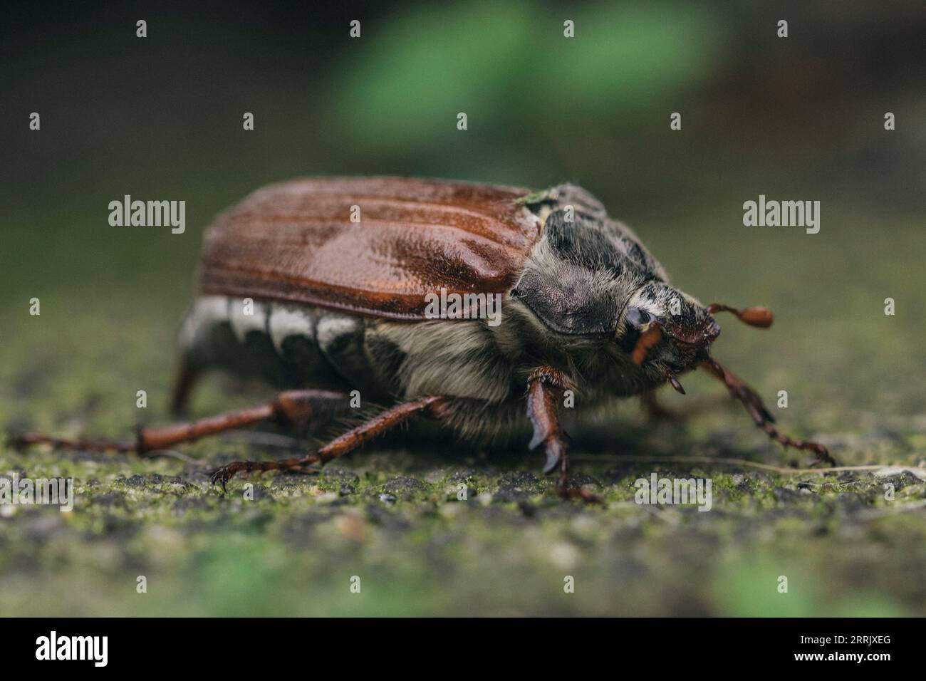 Maybug hi-res stock photography and images - Alamy