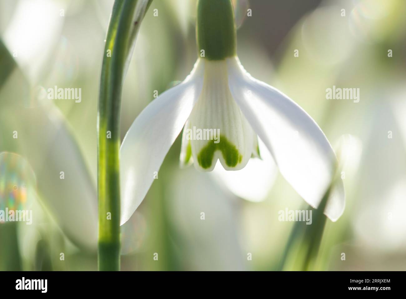 nature photo, snowdrop, close up, bokeh Stock Photo - Alamy
