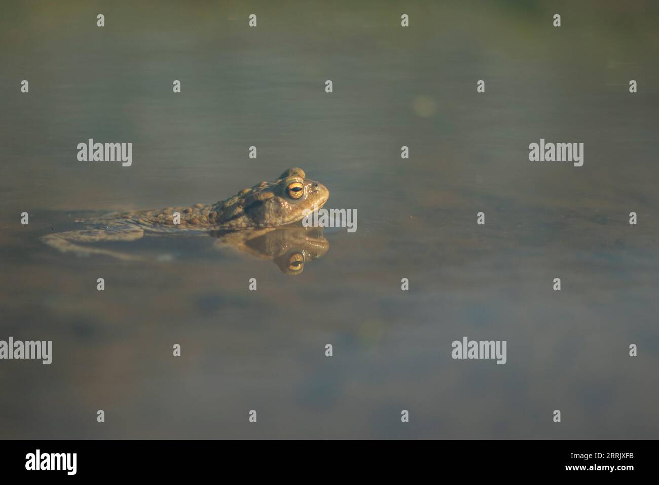 Toad in pond Stock Photo - Alamy