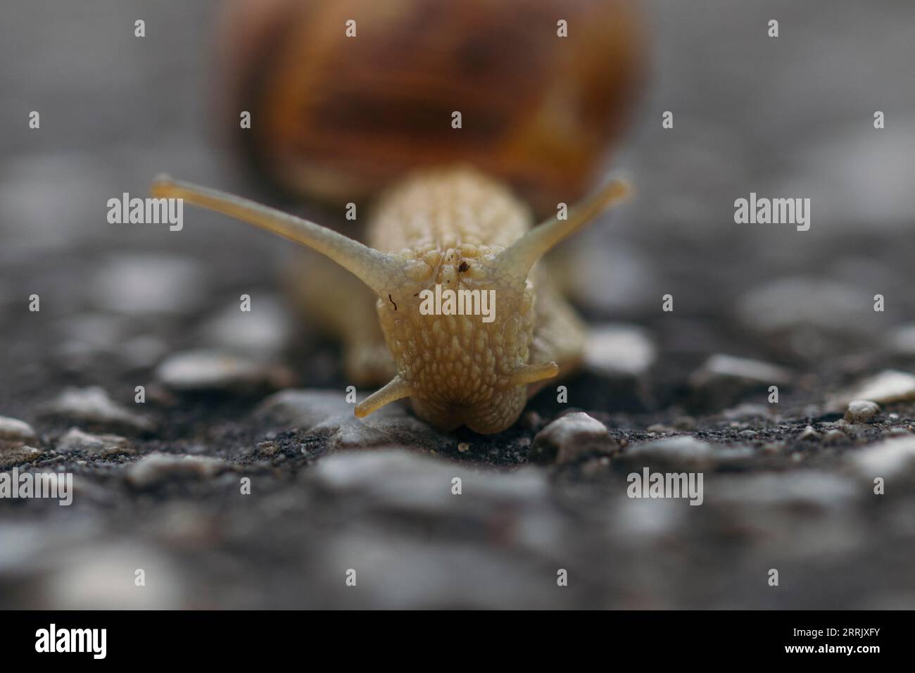 Snail pace hi-res stock photography and images - Alamy
