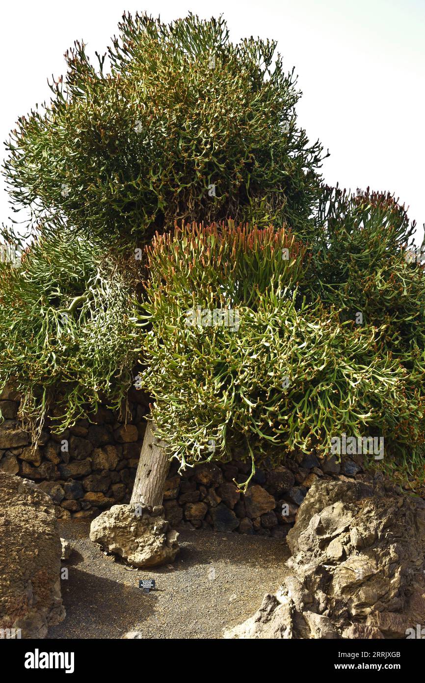 Guatiza, Lanzarote, Canary Islands, Spain - 30th March 2023: euphorbia ...