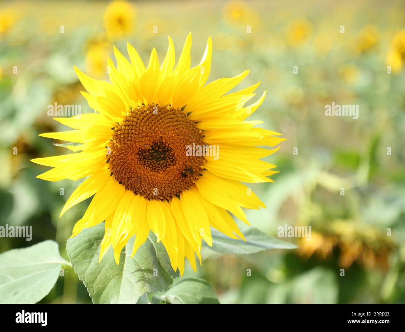 September 2023 uk weather hi-res stock photography and images - Alamy