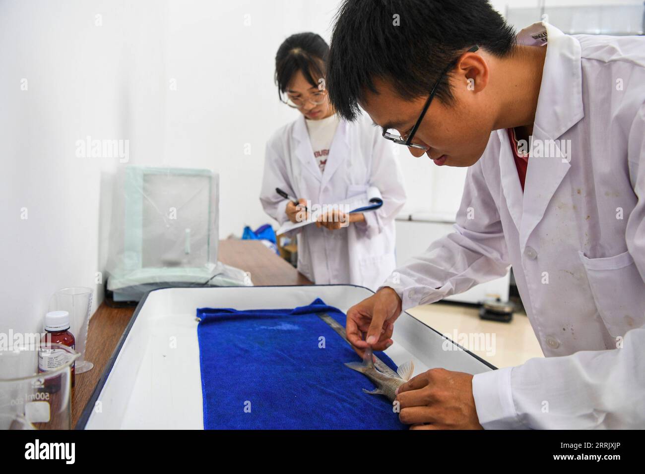 220812 -- NANNING, Aug. 12, 2022 -- Researchers work at a rare fish ...