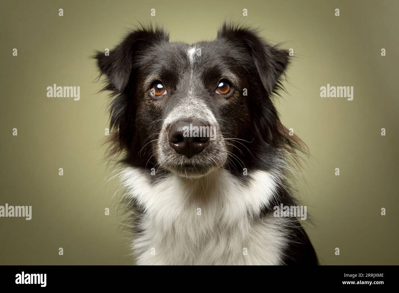 Photo of dogs hi-res stock photography and images - Alamy