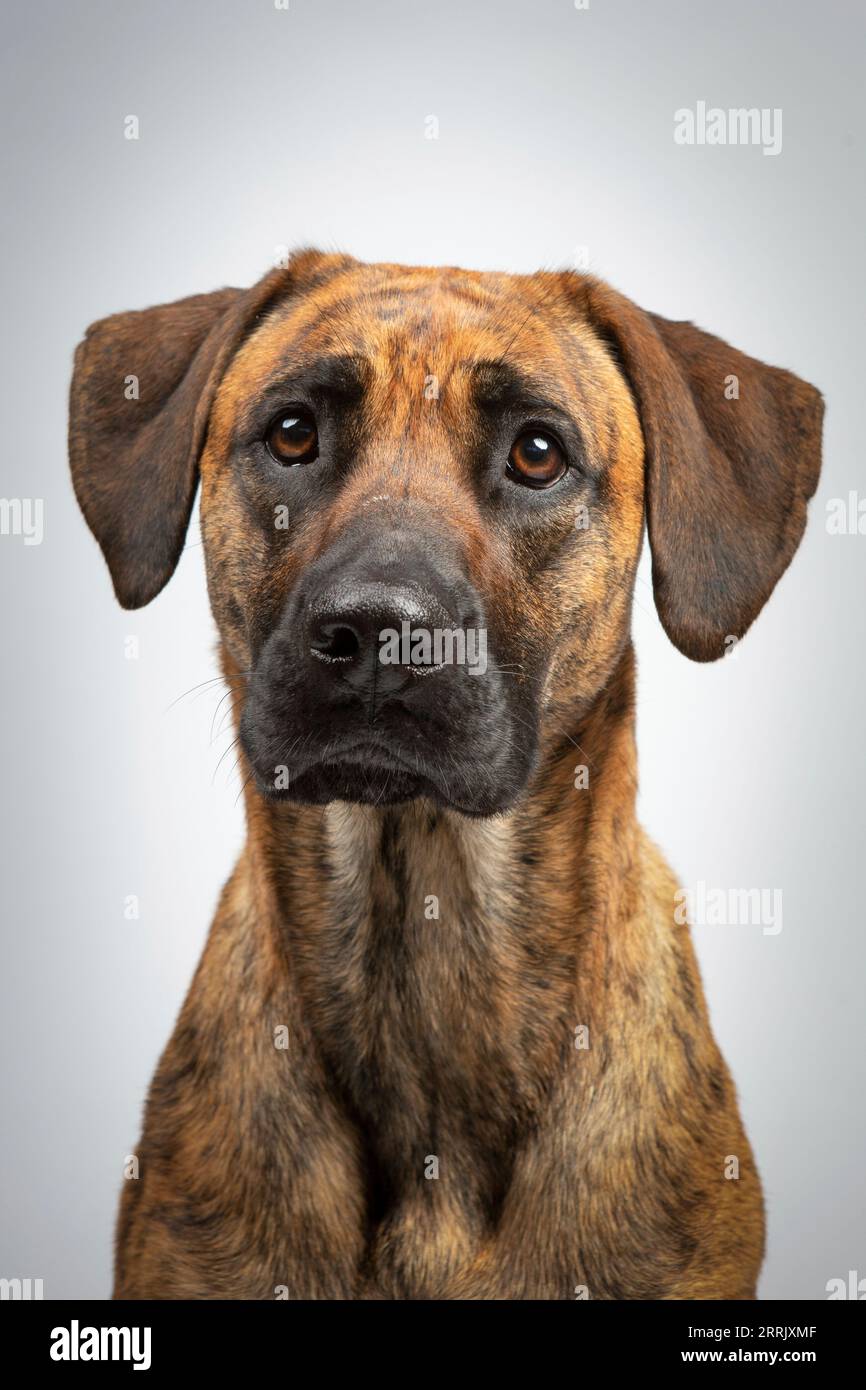Animal welfare dogs in studio Stock Photo - Alamy