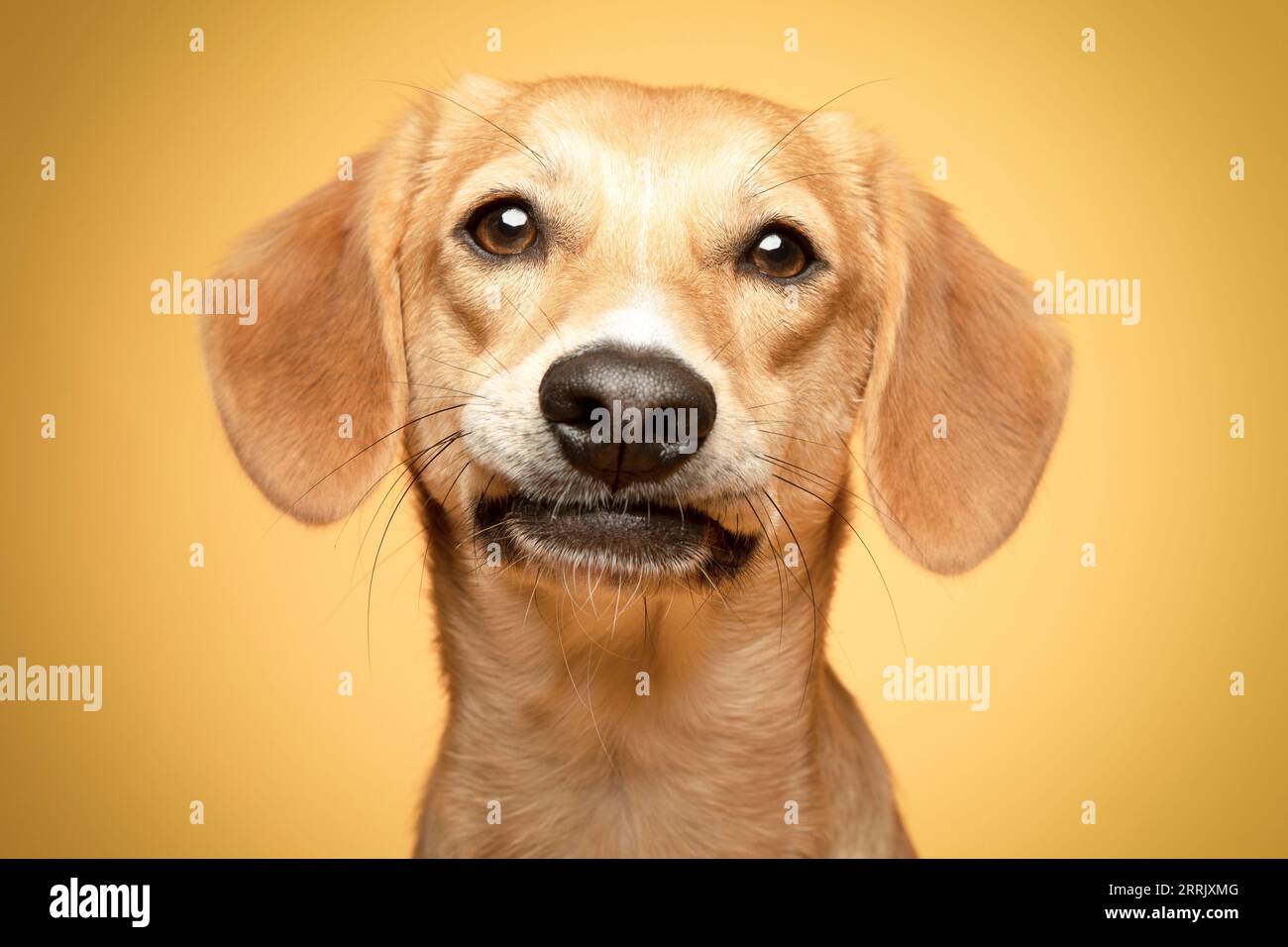 Animal welfare dogs in studio Stock Photo - Alamy
