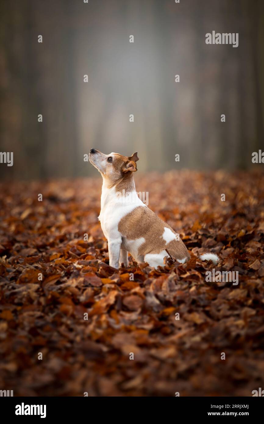Side view jack russell terrier hi-res stock photography and images - Alamy