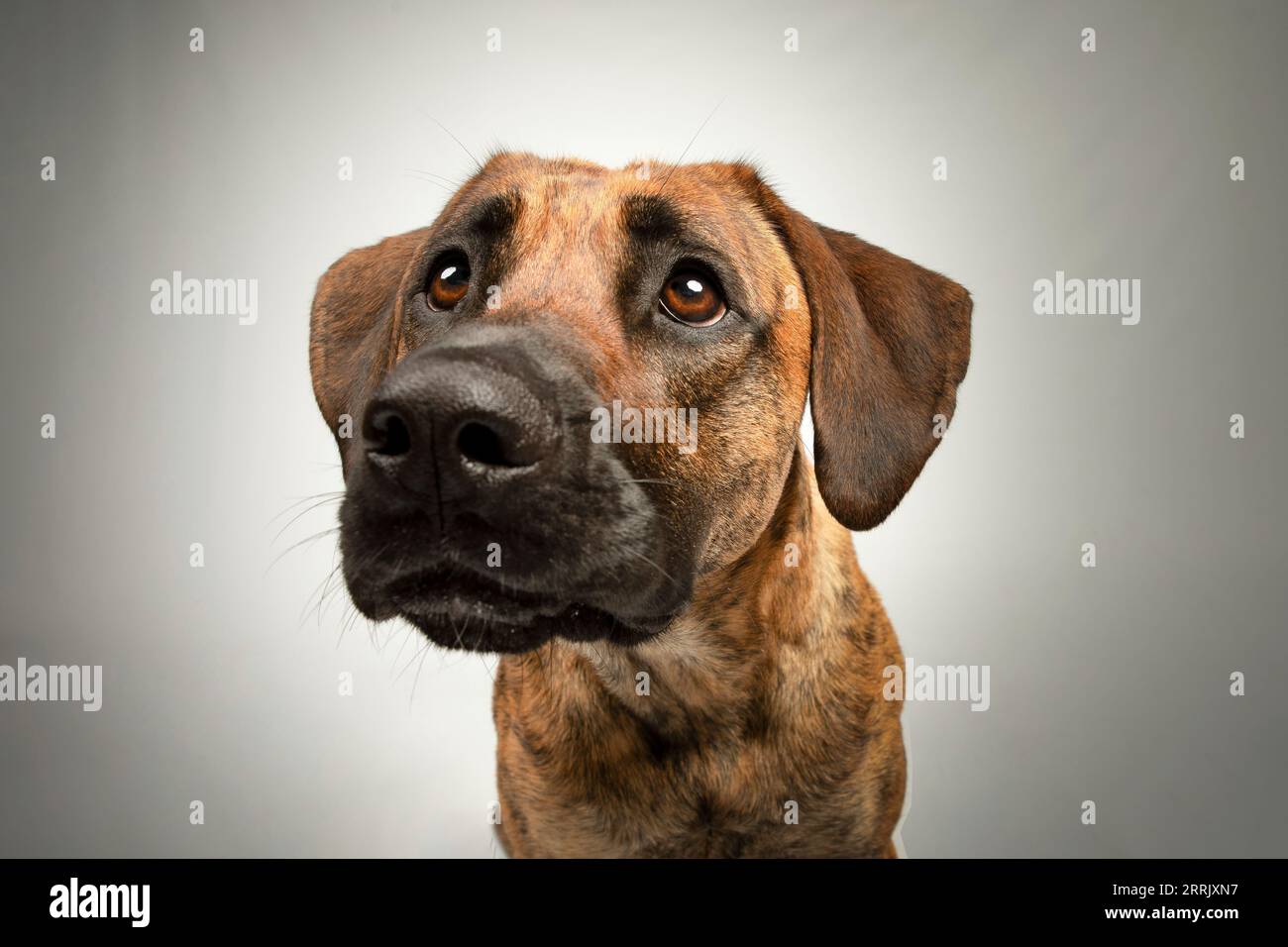 Animal welfare dogs in studio Stock Photo - Alamy