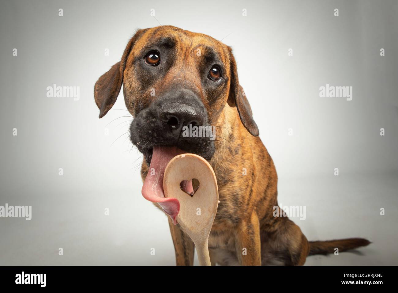 Animal welfare dogs in studio Stock Photo - Alamy