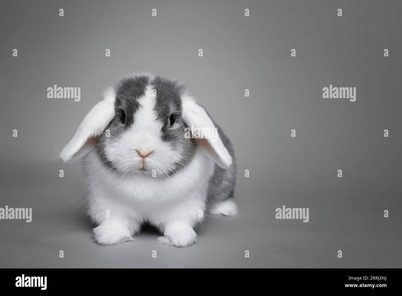 Grey rabbits hi-res stock photography and images - Alamy