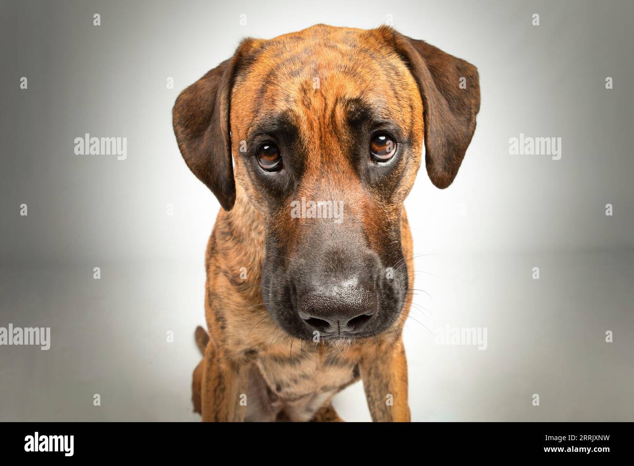 Animal welfare dogs in studio Stock Photo - Alamy