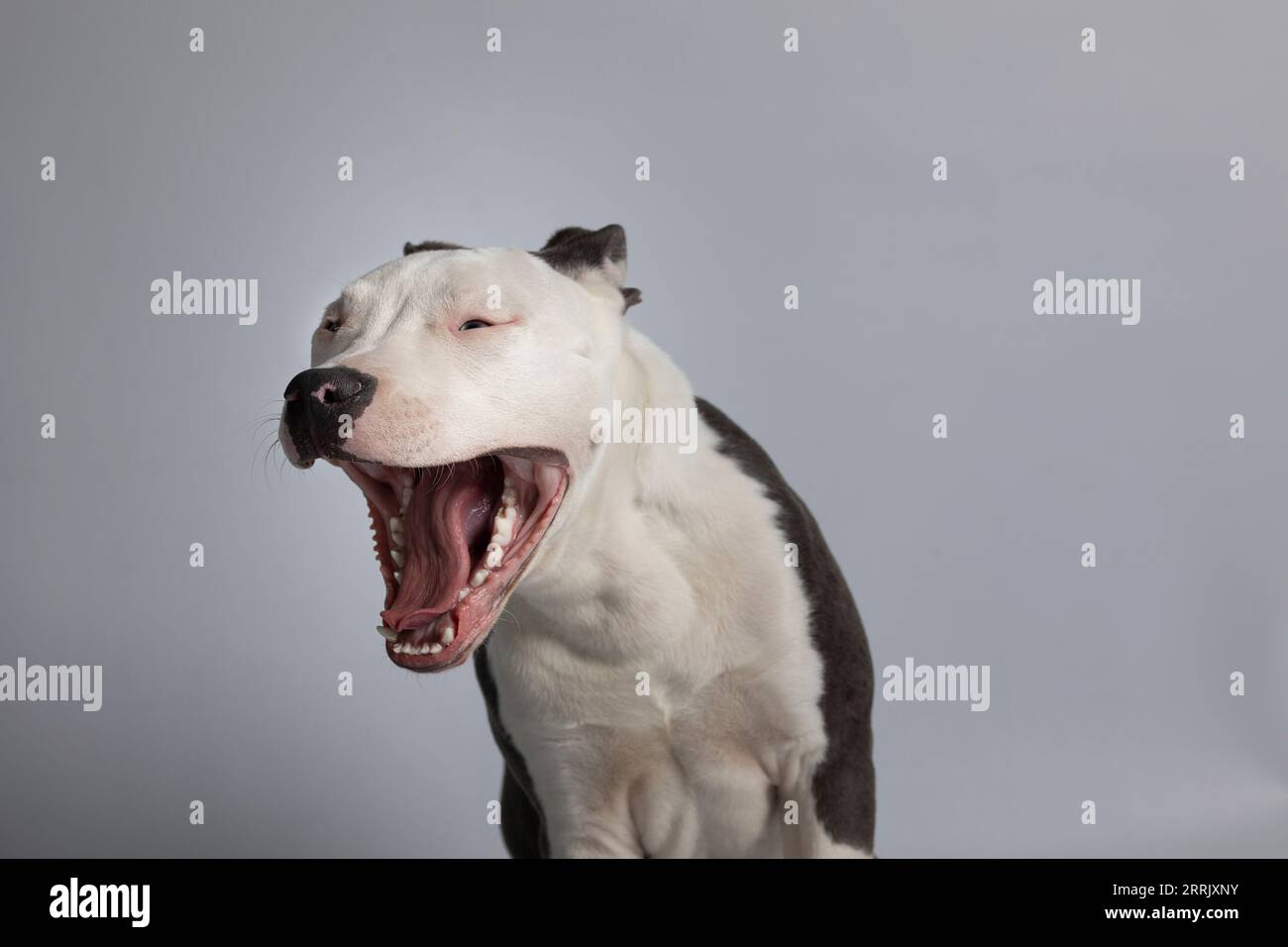Staffordshire dog teeth hi-res stock photography and images - Alamy