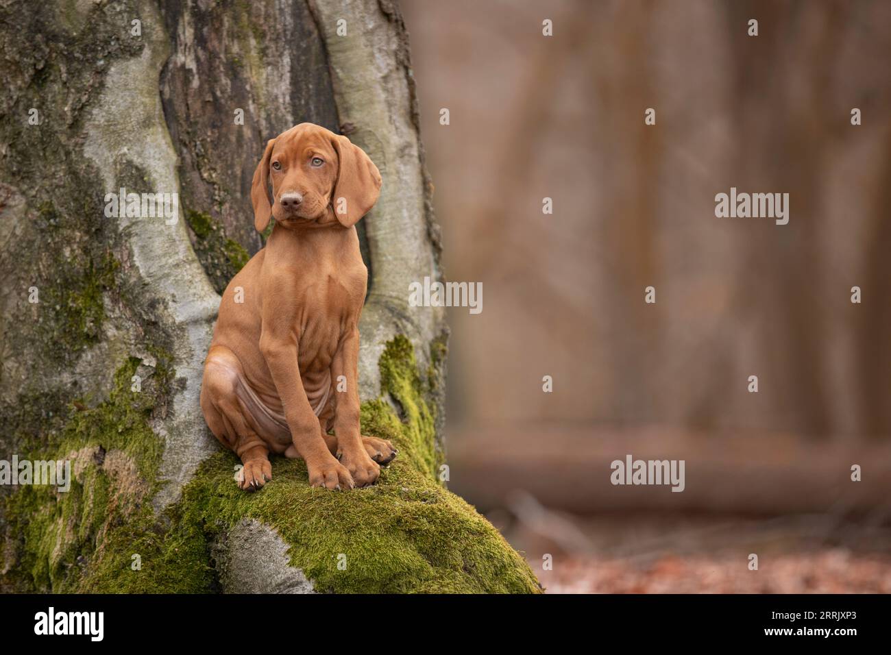 Magyar Vizsla puppy in nature Stock Photo - Alamy