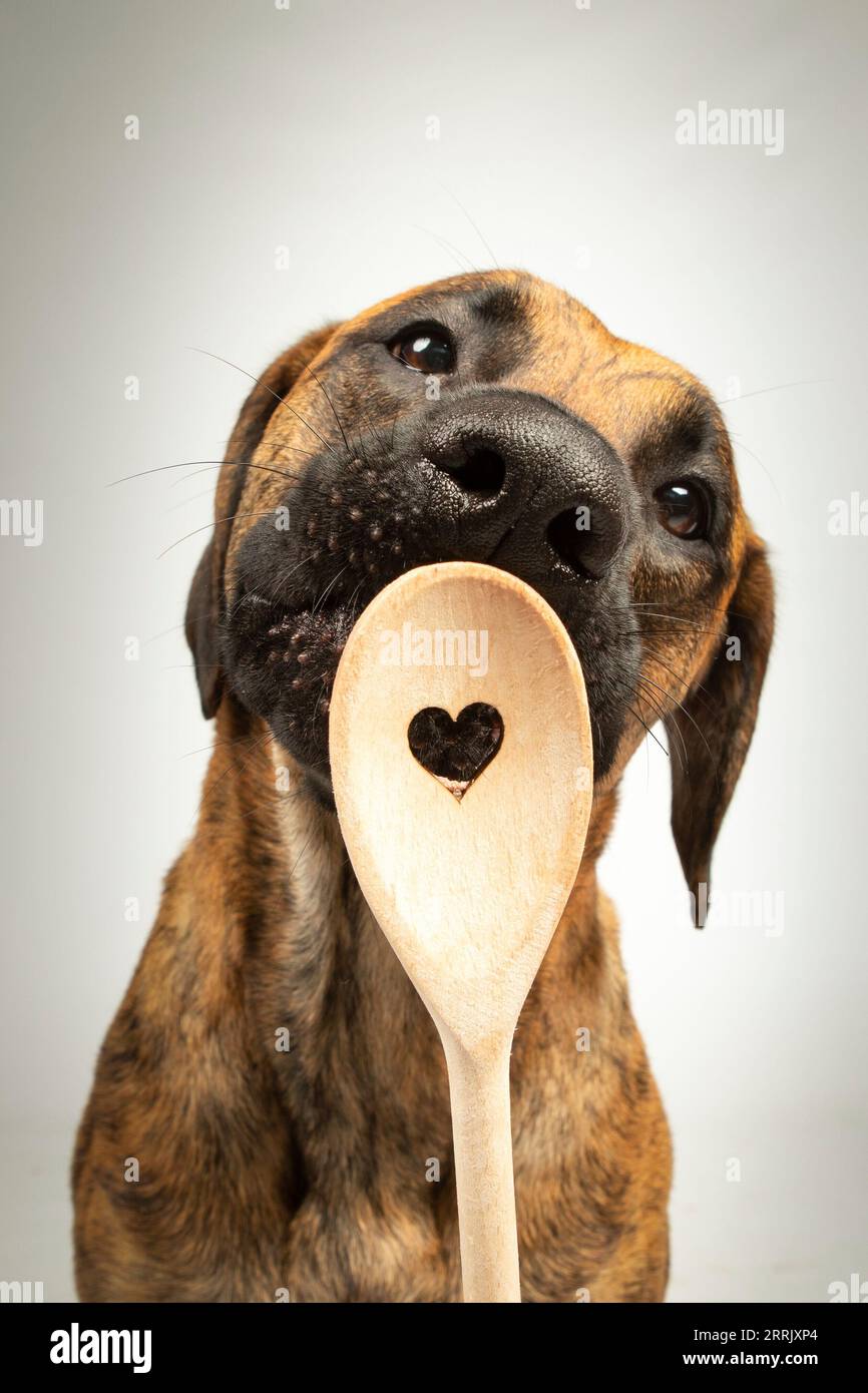Animal welfare dogs in studio Stock Photo - Alamy