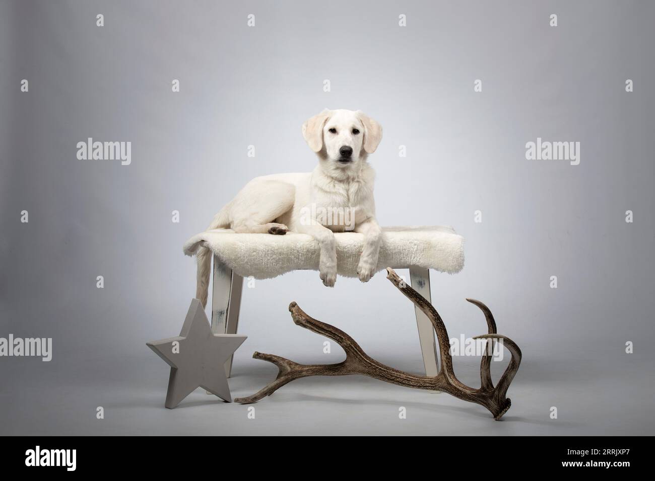 Animal welfare dogs in studio Stock Photo - Alamy