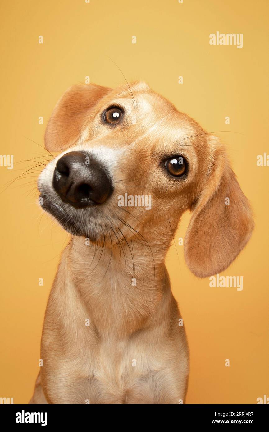 Animal welfare dogs in studio Stock Photo - Alamy
