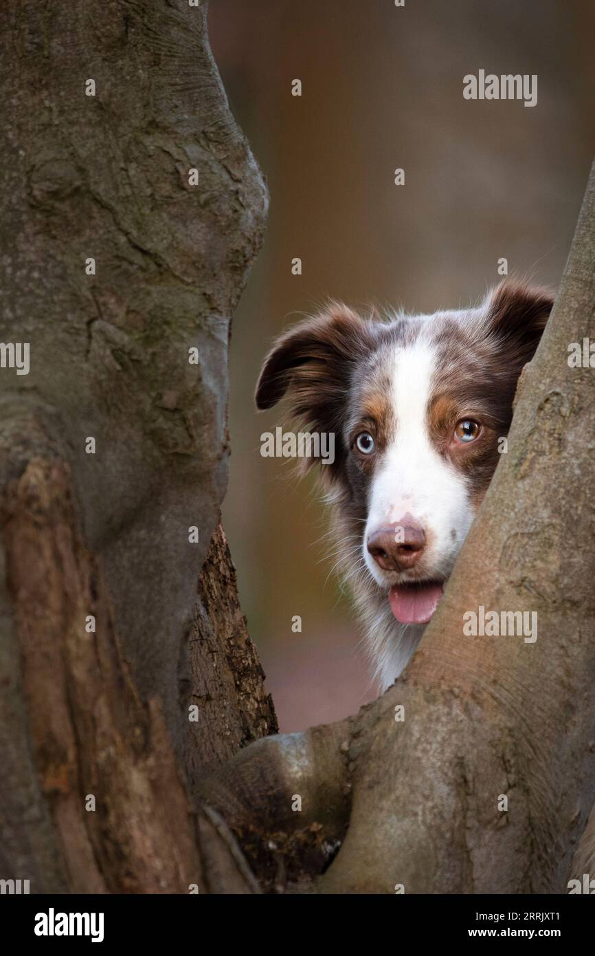 Australian shepherd in forest hi-res stock photography and images - Alamy
