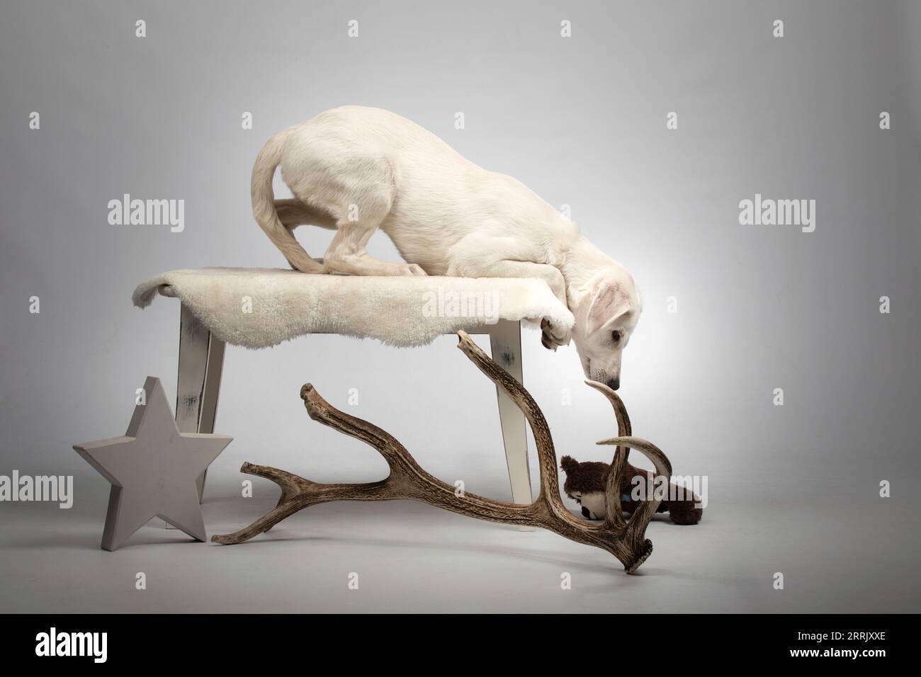 Animal welfare dogs in studio Stock Photo - Alamy