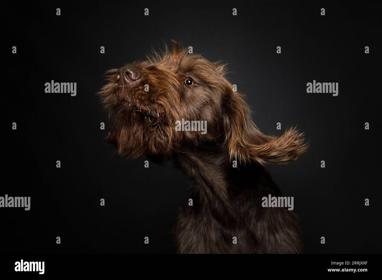 Poodle pointer in photo studio Stock Photo - Alamy