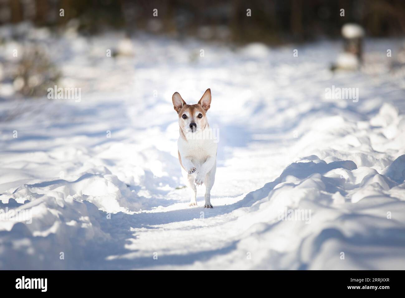 Jack russell in winter hi-res stock photography and images - Alamy