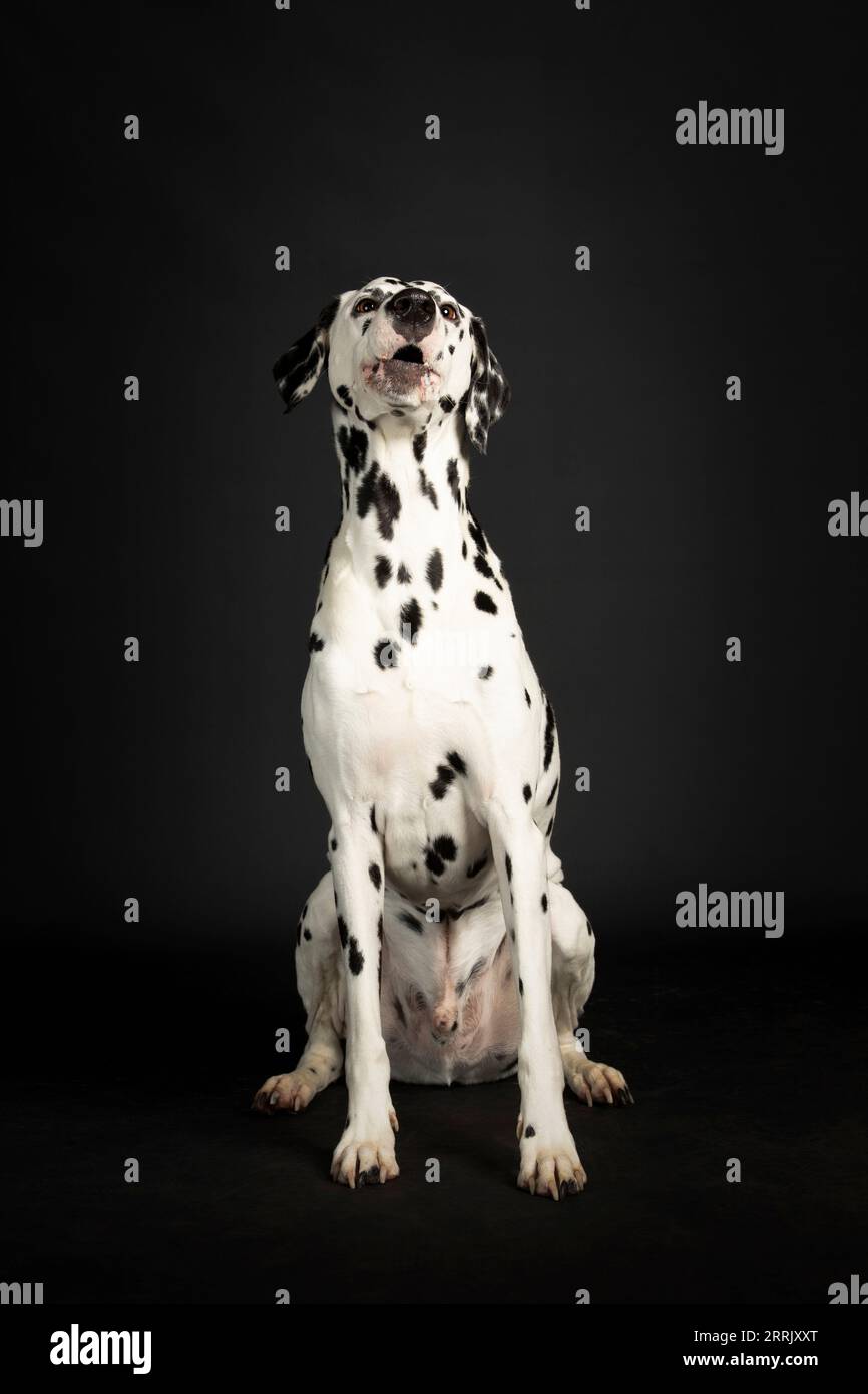 Dalmatian dog howling hi-res stock photography and images - Alamy