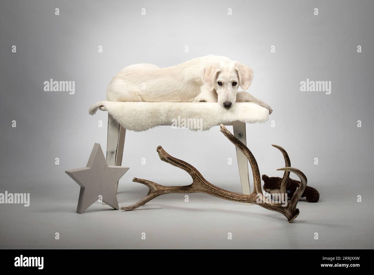 Animal welfare dogs in studio Stock Photo - Alamy