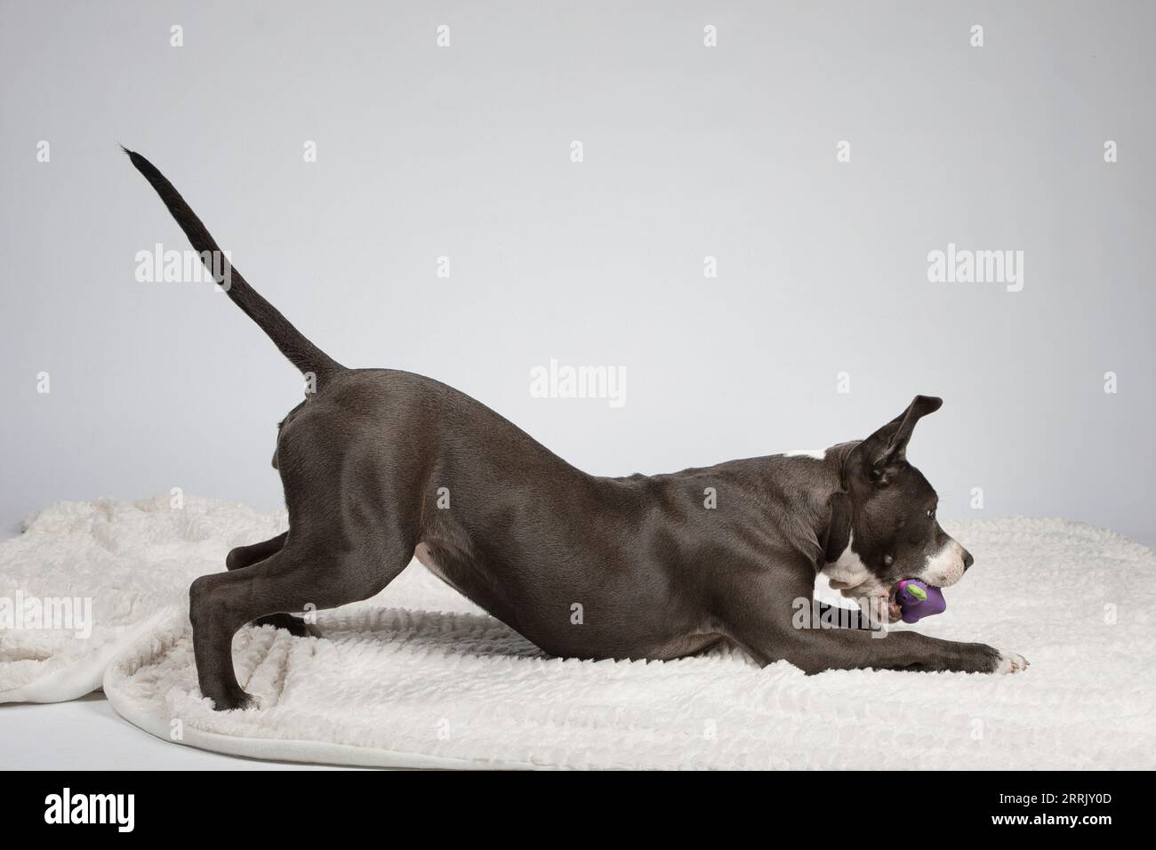 Grey staffordshire terrier hi-res stock photography and images - Alamy