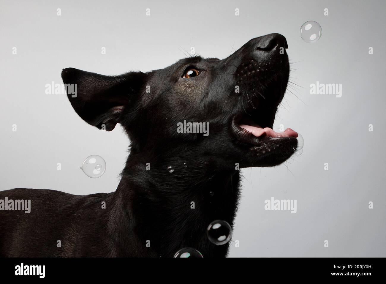 Open day lab hi-res stock photography and images - Alamy