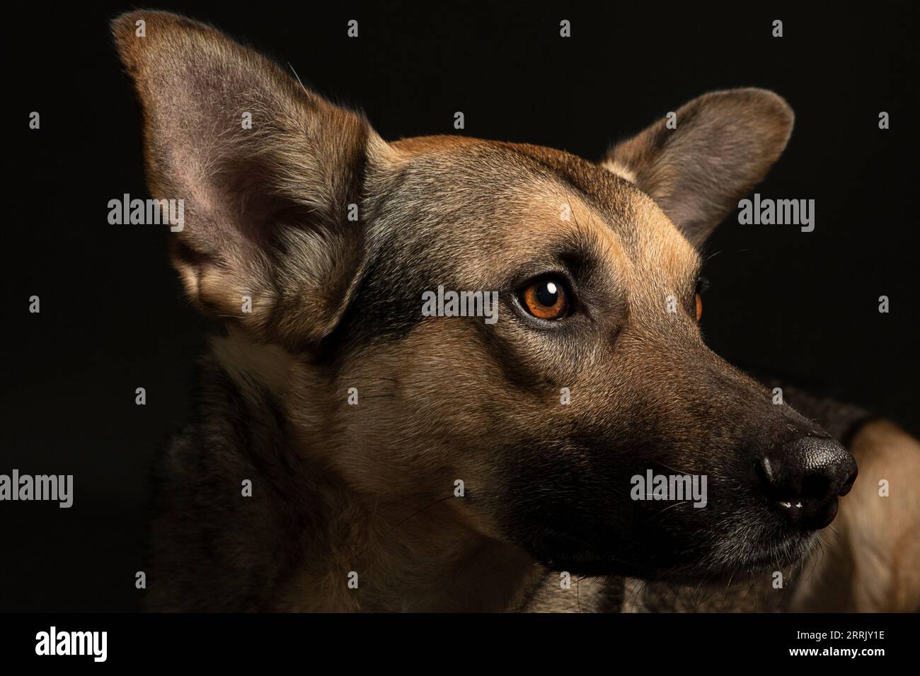 Animal welfare dogs in studio Stock Photo - Alamy
