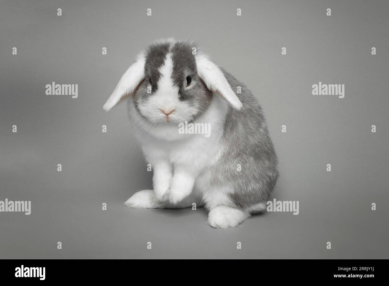 Grey white lop eared rabbit hi-res stock photography and images - Alamy