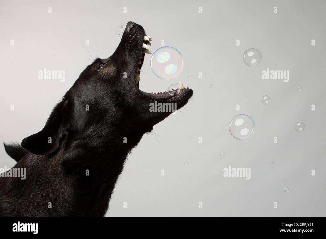 Black snaps hi-res stock photography and images - Alamy