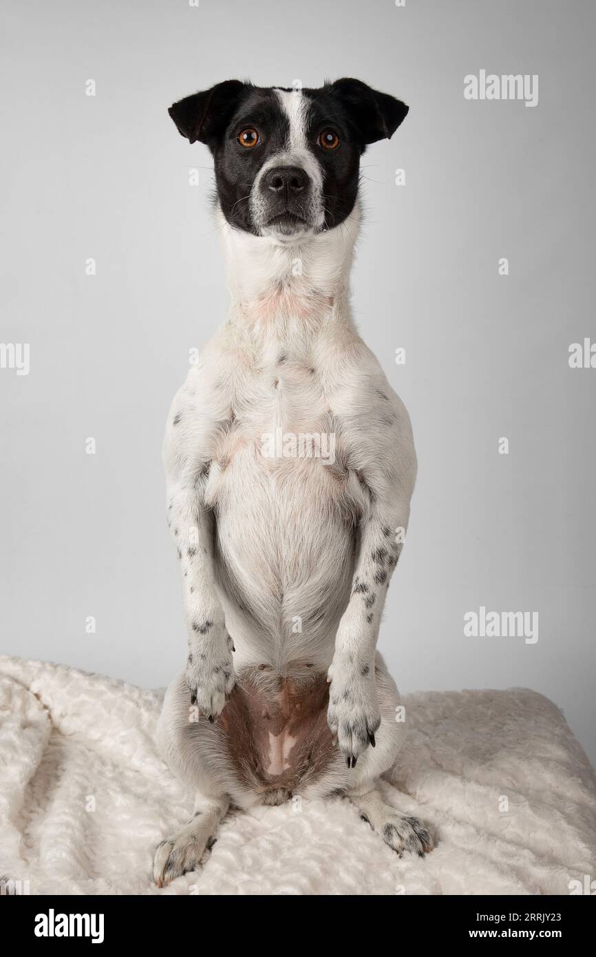 Animal welfare dogs in studio Stock Photo - Alamy