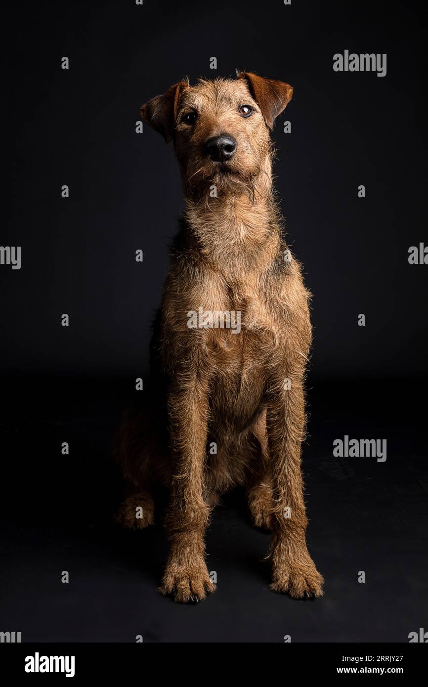 Heideterrier hi-res stock photography and images - Alamy