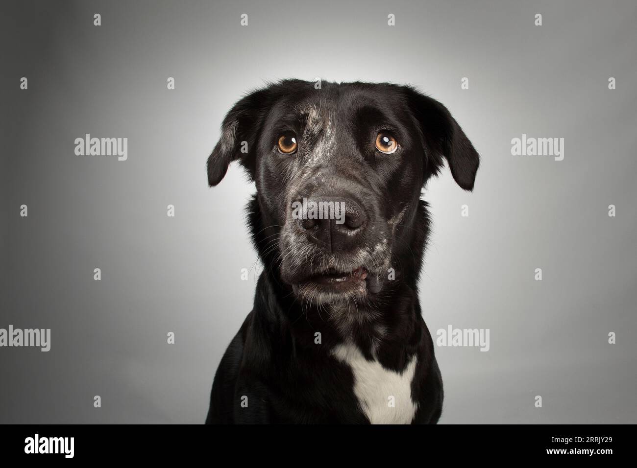 Animal welfare dogs in studio Stock Photo - Alamy