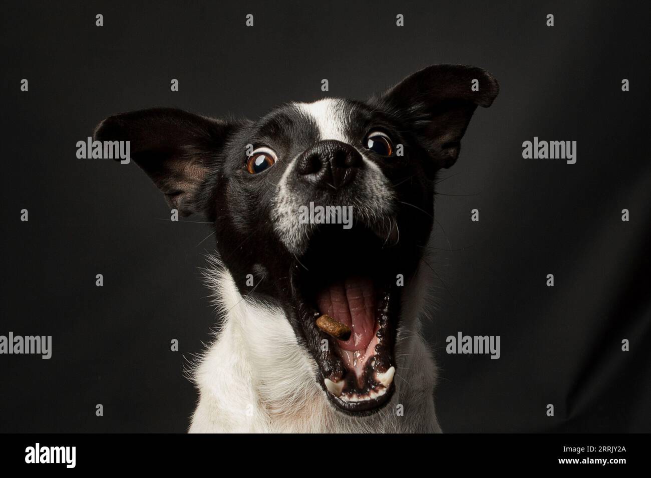 Animal welfare dogs in studio Stock Photo - Alamy
