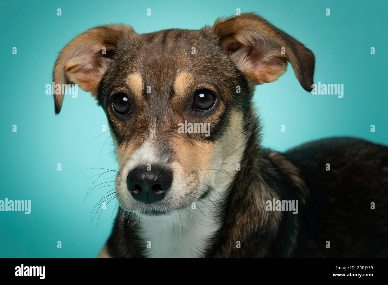 Animal welfare dogs in studio Stock Photo - Alamy
