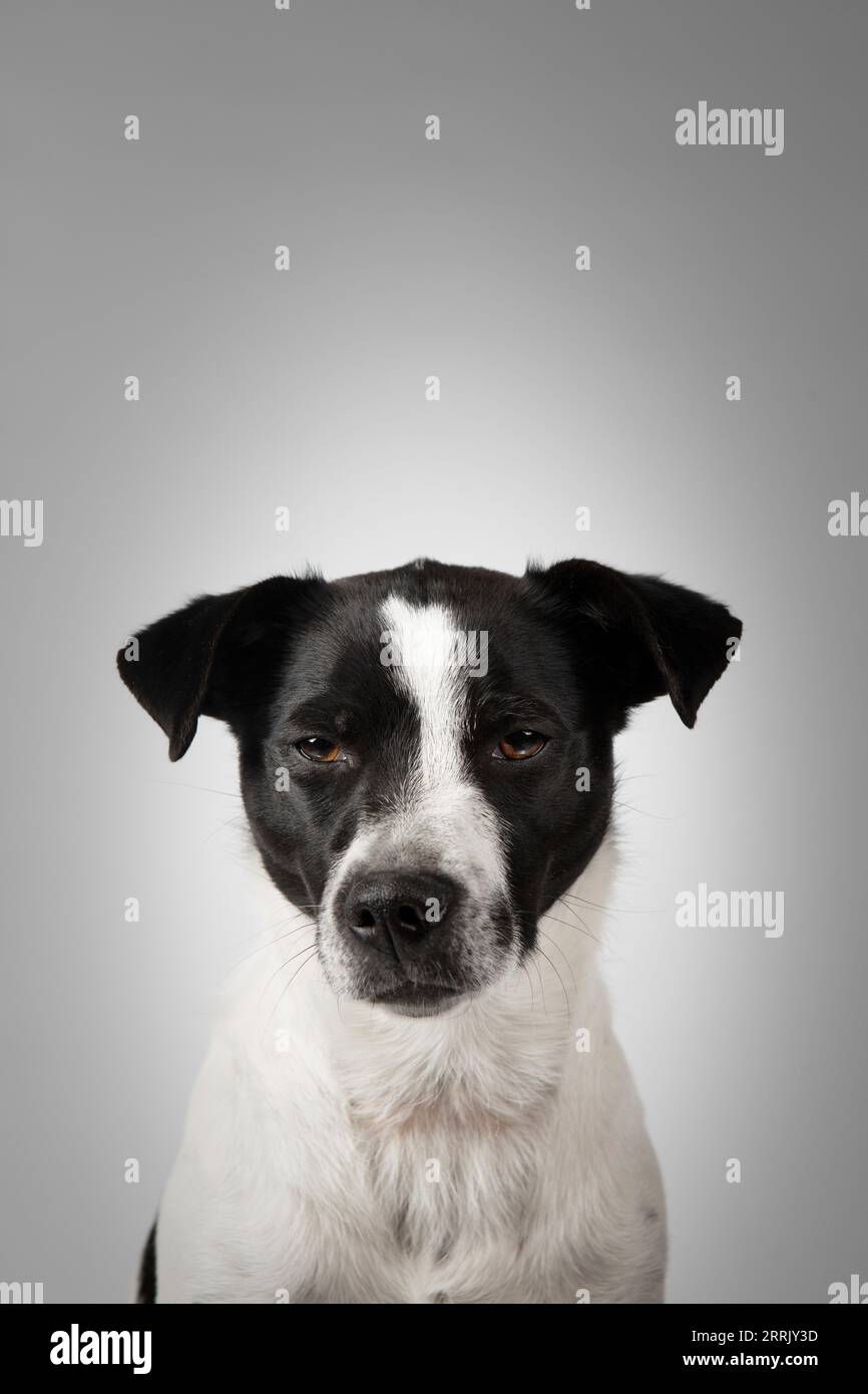 Animal welfare dogs in studio Stock Photo - Alamy