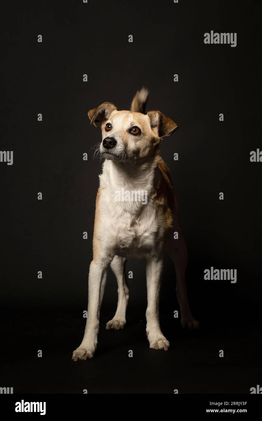Animal welfare dog in studio Stock Photo - Alamy