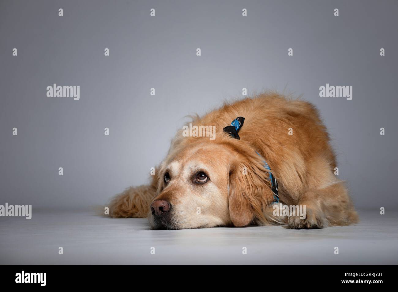 Golden retriever portrait studio hi-res stock photography and images ...