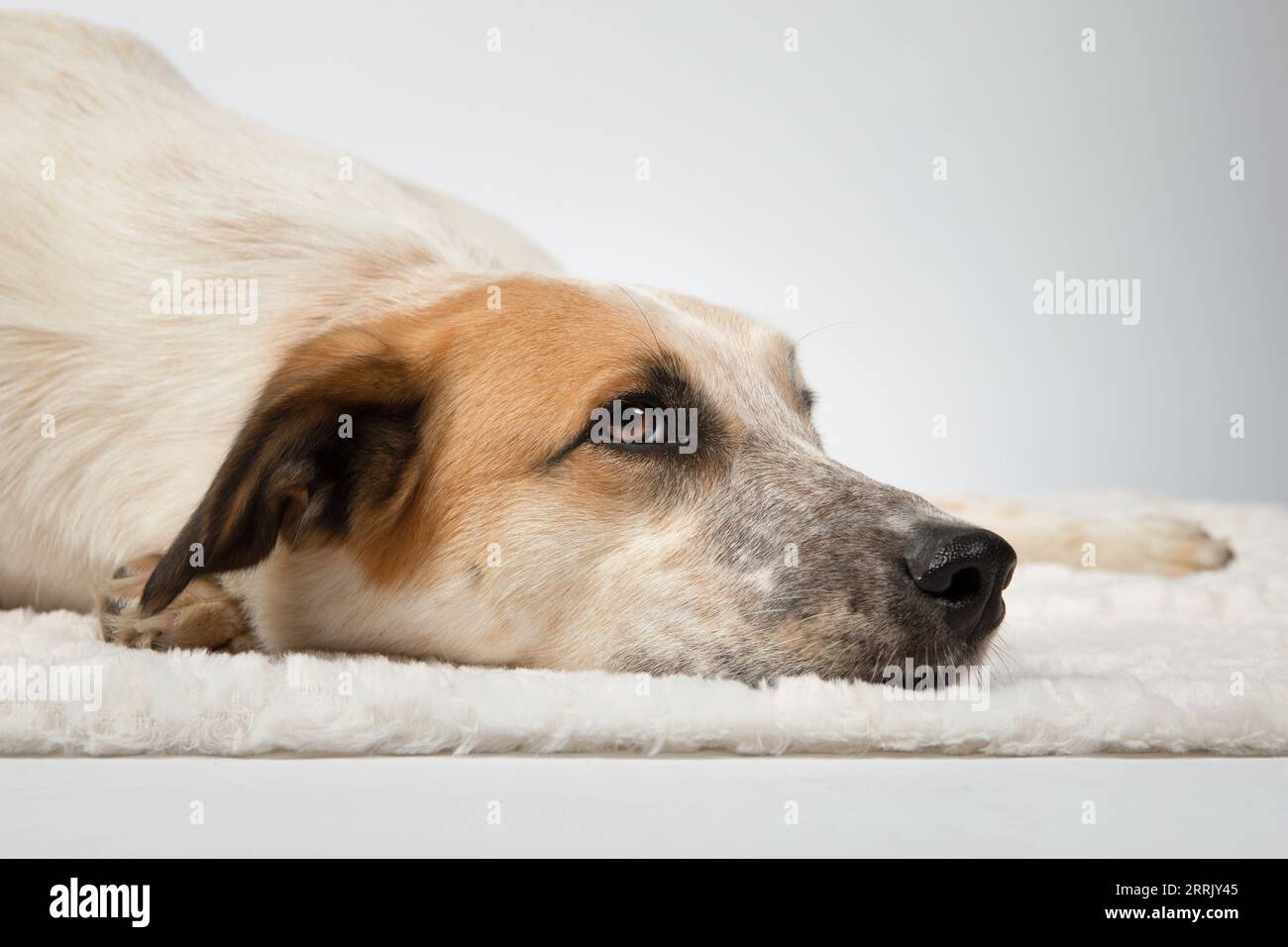 Animal welfare dog in studio Stock Photo - Alamy